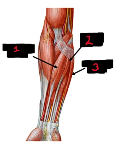 Muscles Of Forearm Flashcards Quizlet