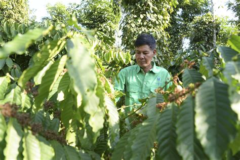 How New EU Deforestation Laws Reorder Coffee World The Columbian