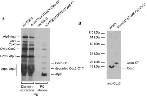Newly Translated And Steady State Levels Of Mitochondrially Encoded