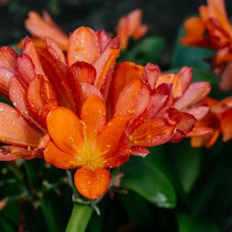 Clivia Miniata Indigo Garden Centre
