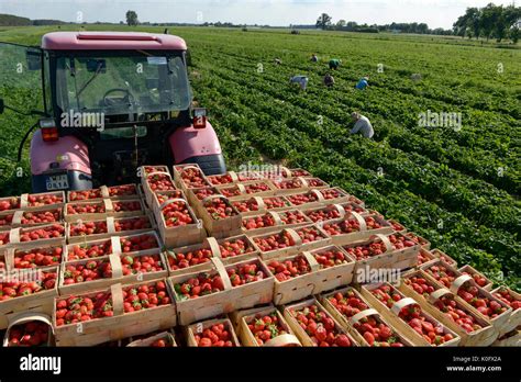 Polen Erdbeere Ernte Ist Es Schwierig Arbeiter In Der Landwirtschaft