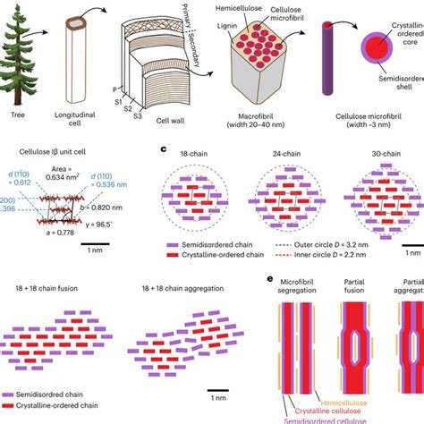 Proposed CMF Structural Models A Most Wood CMFs Come From The S Layer Download Scientific