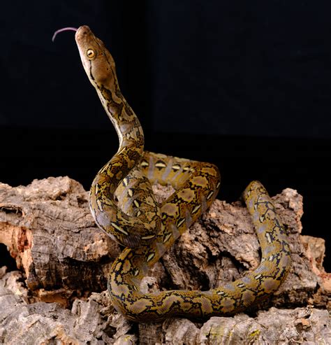 Reticulated Pythons For Sale Rnbreptiles