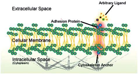 Schematic Representation Of The Phenomenon Of Cell Adhesion Wikipedia Download Scientific