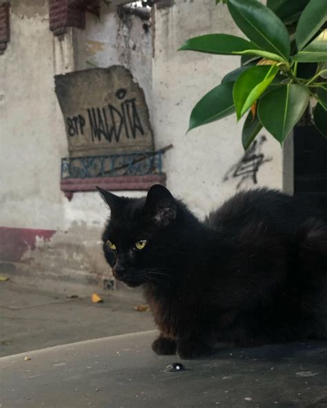 200 Polish Cat Names With Meanings Traveling Cats