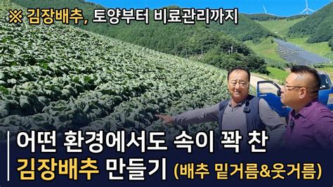 김장배추 지금부터 이렇게 하면 튼튼하고 속이 꽉 찬 배추를 수확할 수 있습니다 Youtube