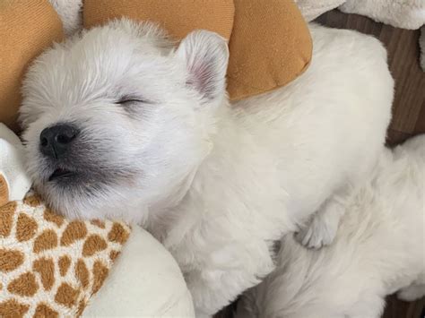 Вест Хайленд Вайт терєр 25 000 грн Собаки Львів на Olx