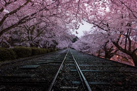 საკურას ყვავილობის დღესასწაული იაპონიაში Ttimes Ge