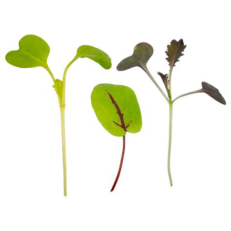 Micro Leaf Mix Keltenhof