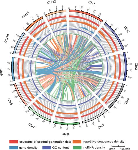 Table 1 From The Chromosome Level Reference Genome Assembly For Panax