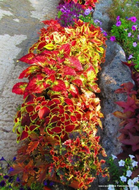 сад дизайн Идеи посадки растений Цветы в горшках Подвесные корзины