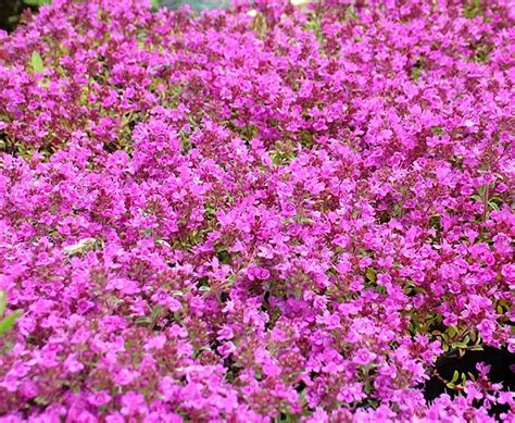 Thymus Serpyllum Purple Beauty Kallima Alpines All