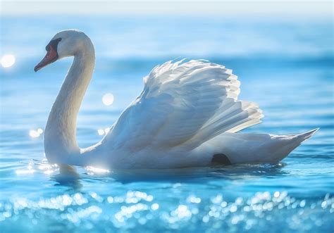 Beautiful Swan Flying