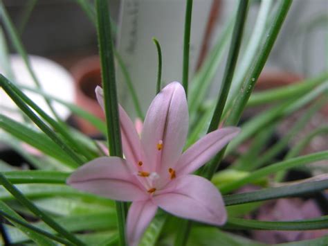 Asphodelus Acaulis Arnoldlakeview Flickr