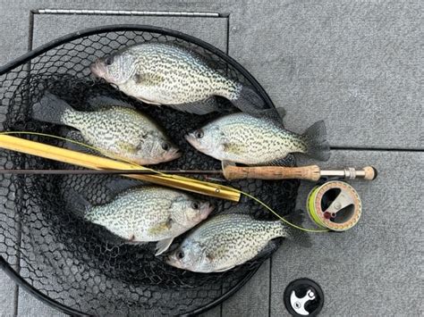 Cold Water Crappie On The Fly South