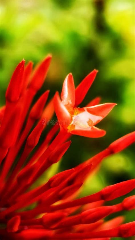 Soka Ixora Coccinea L Is One Of The Ornamental Plants With Shrubs