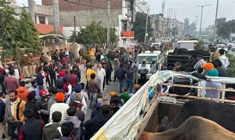 Ambala Farmers Protest With Tractors Load Of Stray Cattle