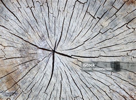 회색 나무 배경 보드 텍스처 표면 균열이있는 추상 패턴 빈티지 그루터기 반지 오래된 오래된 나무 단면 배경 개념 0명에 대한 스톡 사진 및 기타 이미지 Istock
