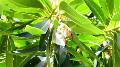 Manfaat Daun Anyang Anyang Sebagai Obat Herbal Berbagai Penyakit