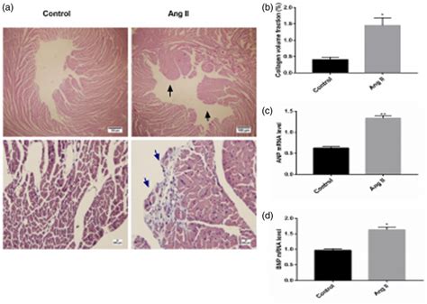 A Hematoxylin And Eosin Staining Of Mouse Myocardial Tissue B