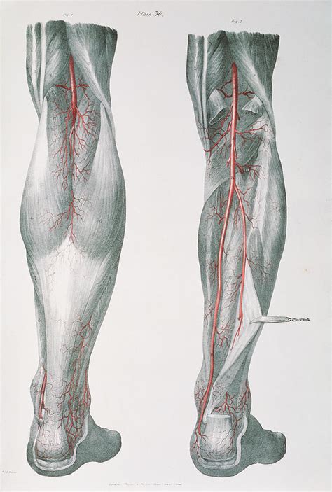 Leg Arteries Anatomy