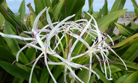 How To Plant Grow And Care For Crinum Lily
