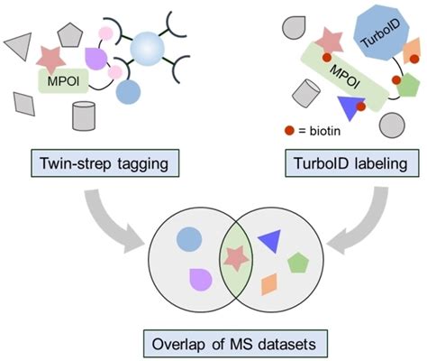 Application Of Twin‐strep Tagging And Turboid Proximity Labeling In Discovery Of Microprotein
