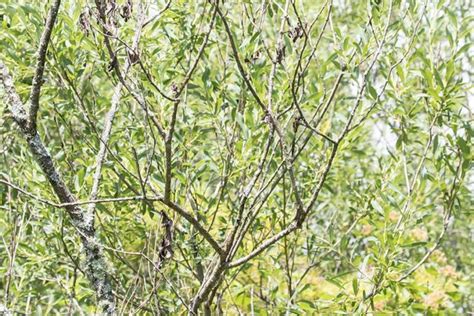 Simple Adjustments For A Better Background PhotoNaturalist Nature Photography Tips And Tutorials