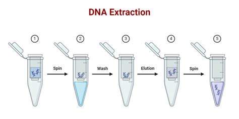 Amplicon Sequencing Principle Steps Types Applications