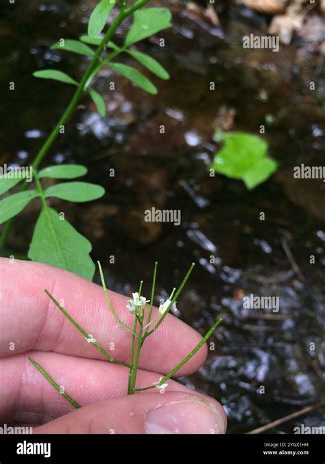 Pennsylvania Bittercress Cardamine Pensylvanica Stock Photo Alamy