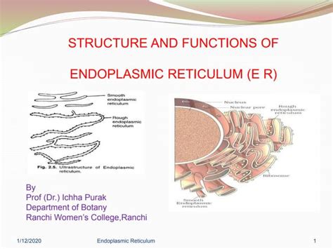 Structure And Functions Of Endoplasmic Reticulum Ppt 40 Off