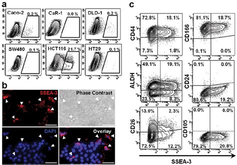 Flow Cytometry Analysis Of Human Crc Cell Lines With An Anti Ssea 3