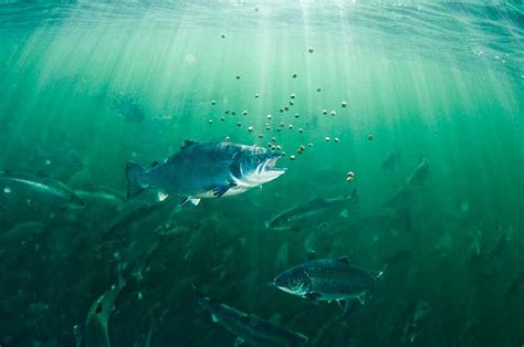 Precision Salmon Nutrition Ewos Norway