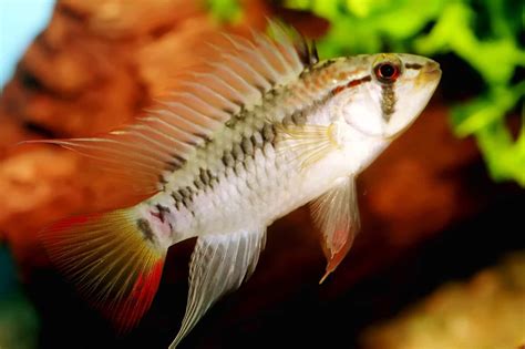 Apistogramma Dwarf Cichlid 101 Proper Care Diet And Health