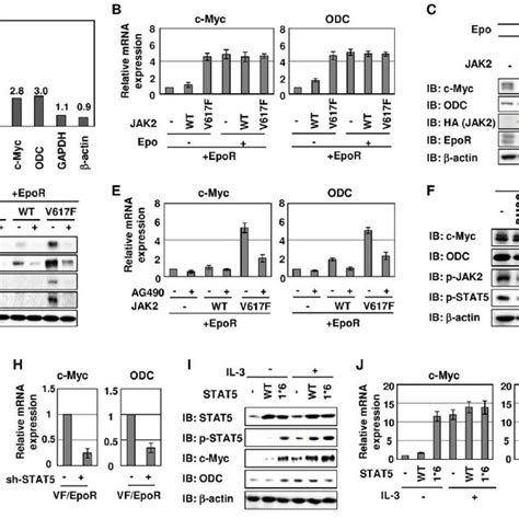 C Myc T58a Mutant Conferred Growth Factor Independence On Baf3 Download Scientific Diagram