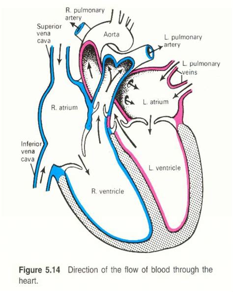 Diagram Of The Heart Exatin Info