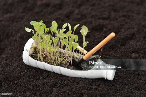 자른 플라스틱 병으로 만든 Diy 플라스틱 냄비에서 젊고 녹색 묘목을 재배합니다 재활용 및 재사용 가능한 녹색 정원 개념 0에