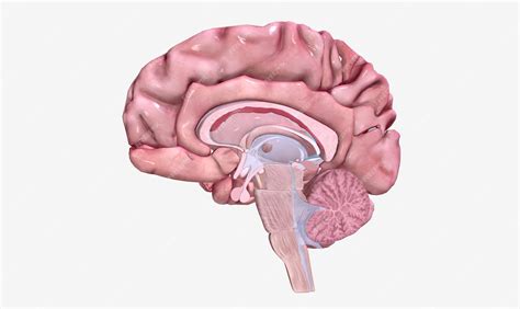 Premium Photo Progression Of Multiple Sclerosis Sagittal View