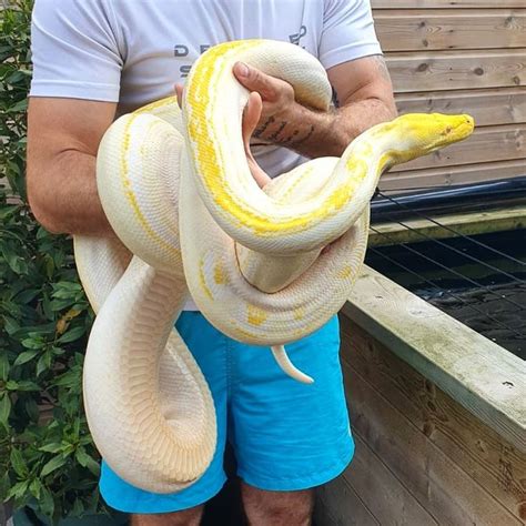 pin on python morph reticulated python