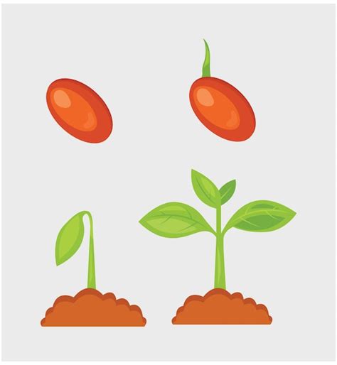 Etapas De Crecimiento De Las Plantas Desde La Semilla Hasta El Brote
