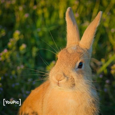 hi bunny is here by iuri fiodorov on youpic