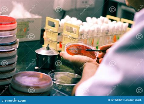 Bacterial Inoculation On A Test Tube Agar Culture Media Using