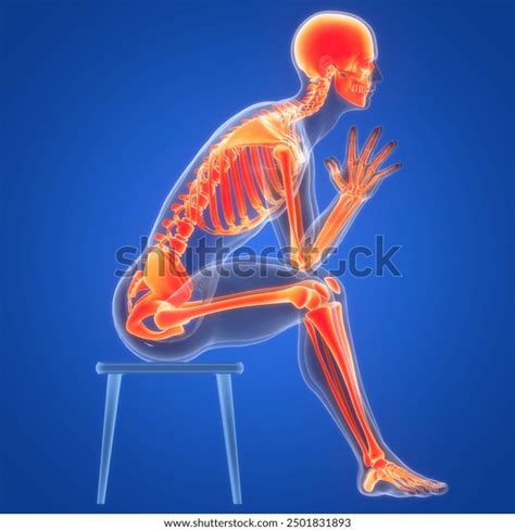 Human Skeleton System Bone Joints Anatomy Stock Illustration 2501831893