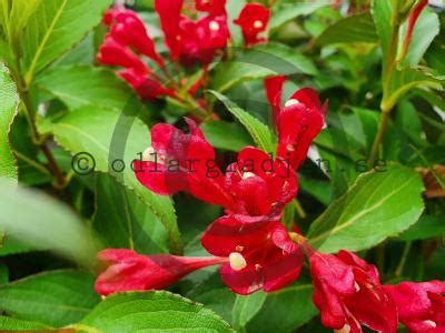 Köp Trädgårdsprakttry Weigela 'All Summer Red' | Odlarglädjens plantskola