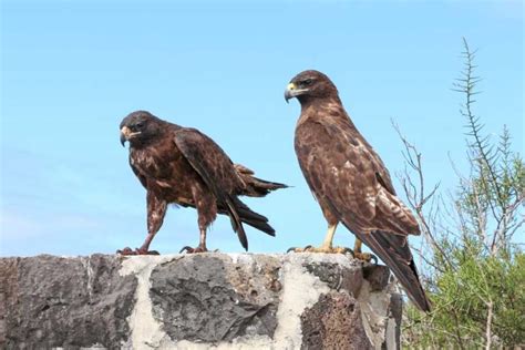 Apex Predators List Pictures And Facts The Most Amazing Top Predators