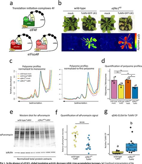 Figure 1 From Arabidopsis Eif4e1 Protects The Translational Machinery