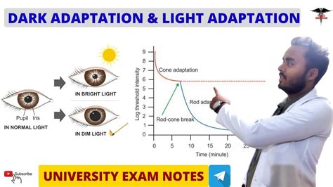 Light Adaptation Definition Psychology At Samuel Truelove Blog