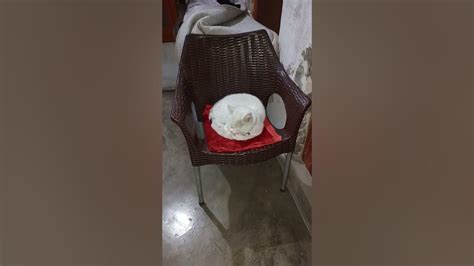 رومیو اور اُس کے دوست Youtube