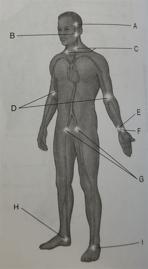 Exam 1 Central And Peripheral Pulses Diagram Quizlet