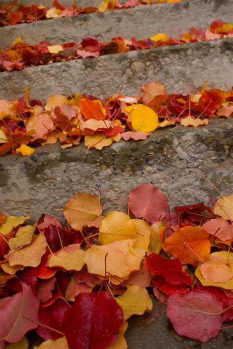 Jenni D Photography Analogous Colors